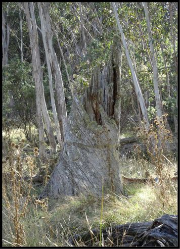 Ring Barking in the Bobeyan Valley – The Rambling Wombat