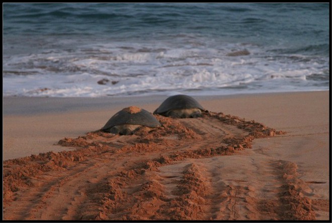 Ascension’s Green Turtles – The Rambling Wombat