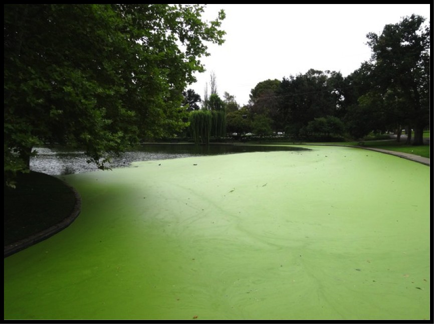 Alice in (Rymill Park) Wonderland – The Rambling Wombat